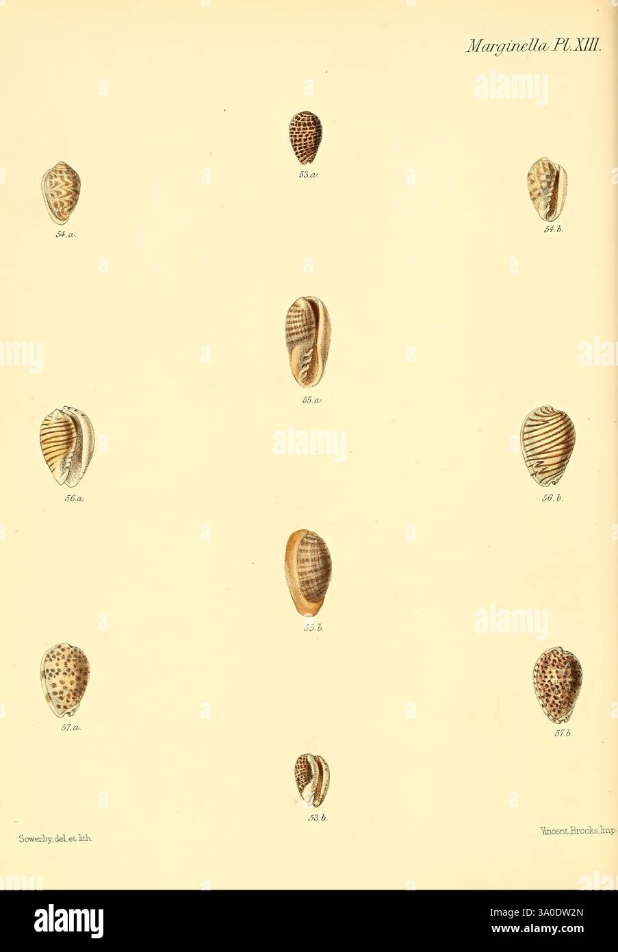 Shells of molluscan animals london hi-res stock photography and images ...