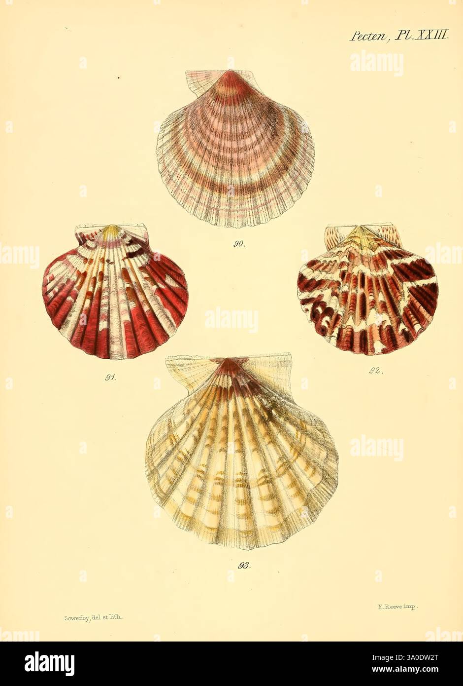 Four distinct varieties of sea shells hi-res stock photography and ...