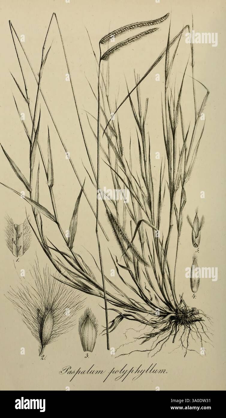 Species Graminum, Petropoli, Impensis Academiae Imperialis Scientiarum ...