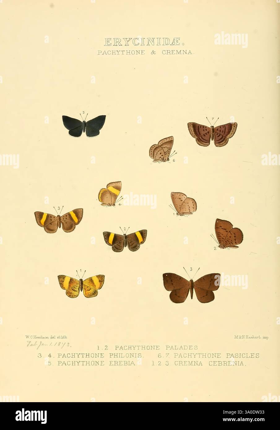 Detailed arrangement of various butterfly species hi-res stock ...