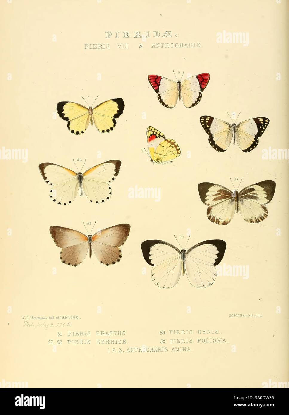 Nine beautifully illustrated butterflies belonging hi-res stock ...