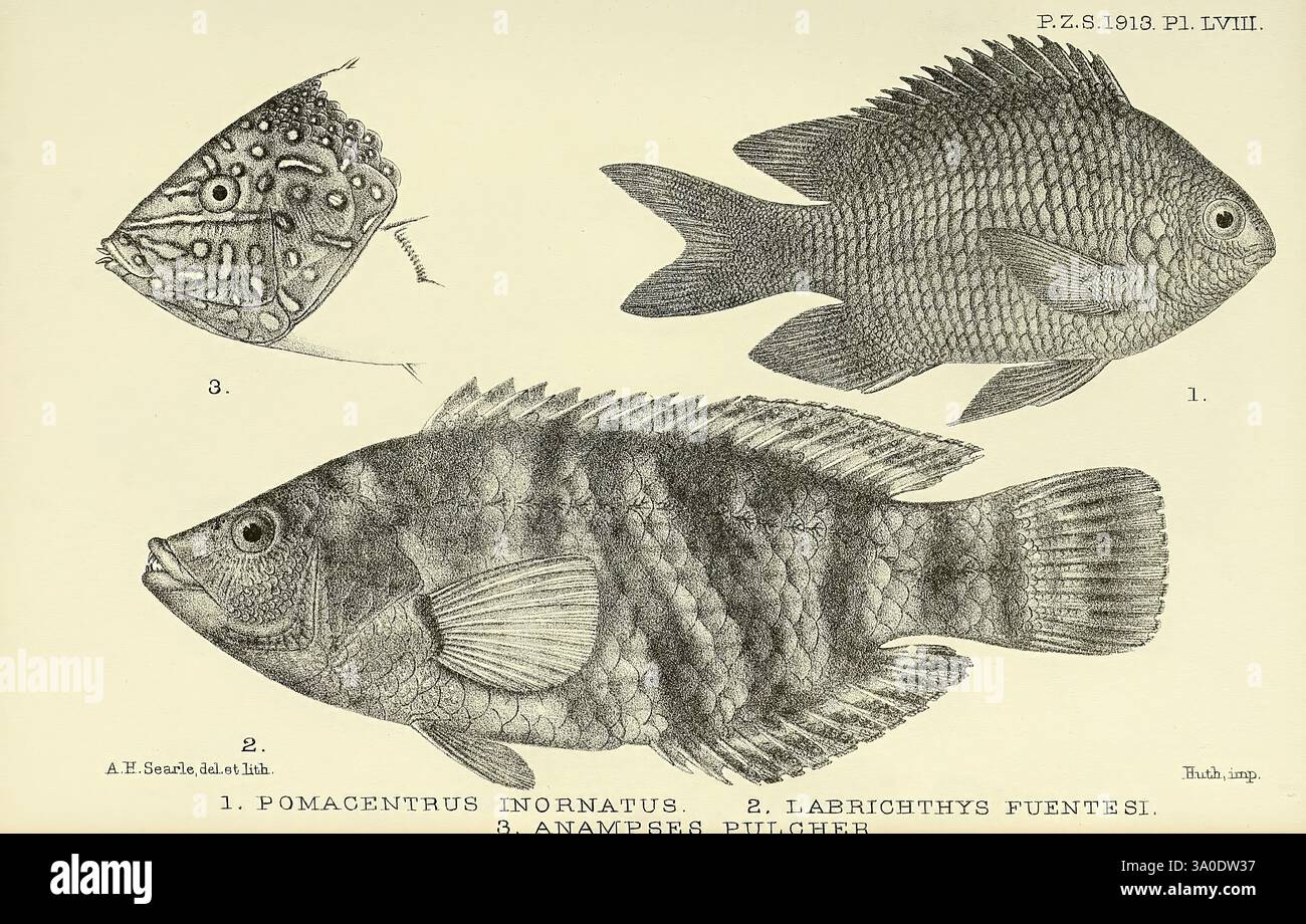 Illustration presents three distinct species of fish hi-res stock ...