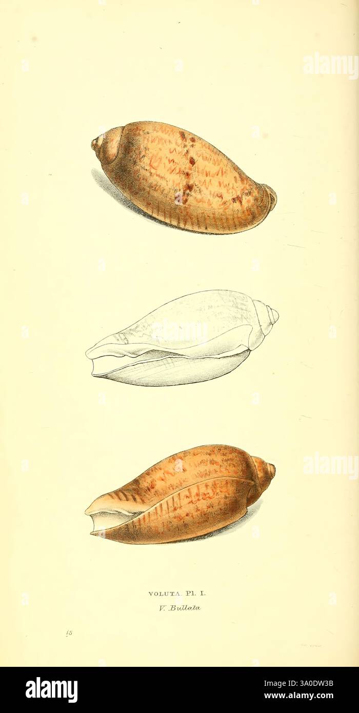 Zoological, illustrations London, Baldwin, &, Cradock, 1829-1833 ...