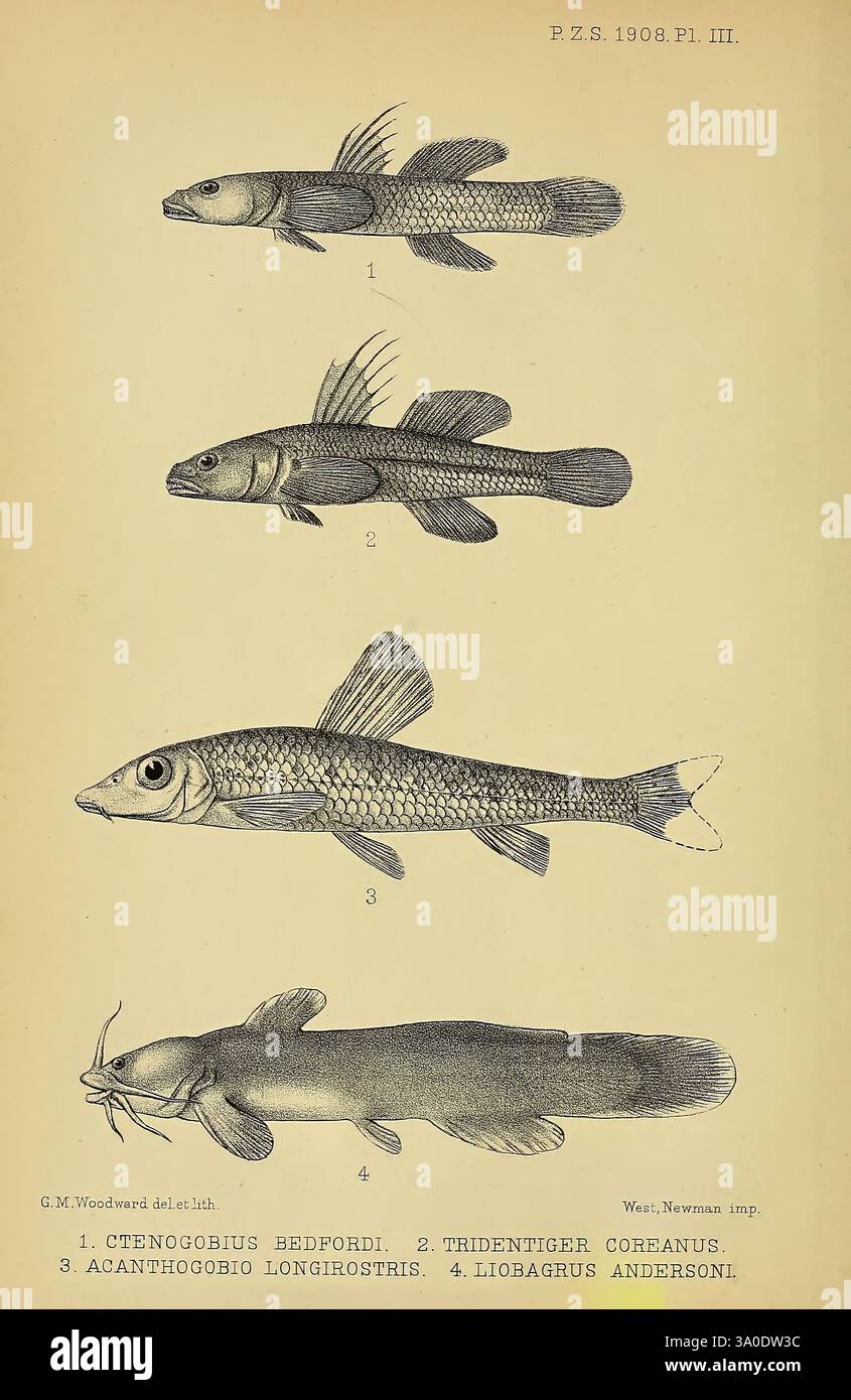 Detailed lineup of four distinct fish species hi-res stock photography ...