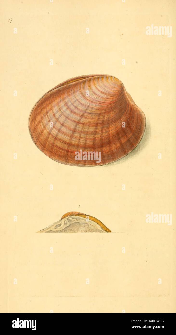 The natural history of British shells v.1-3 London Printed for the ...