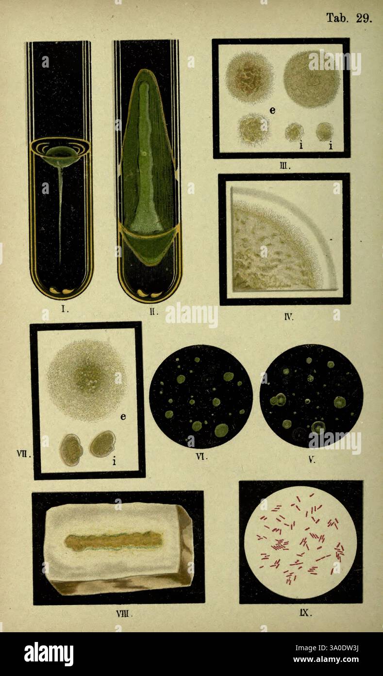 Comparison of cellular shapes hi-res stock photography and images - Alamy