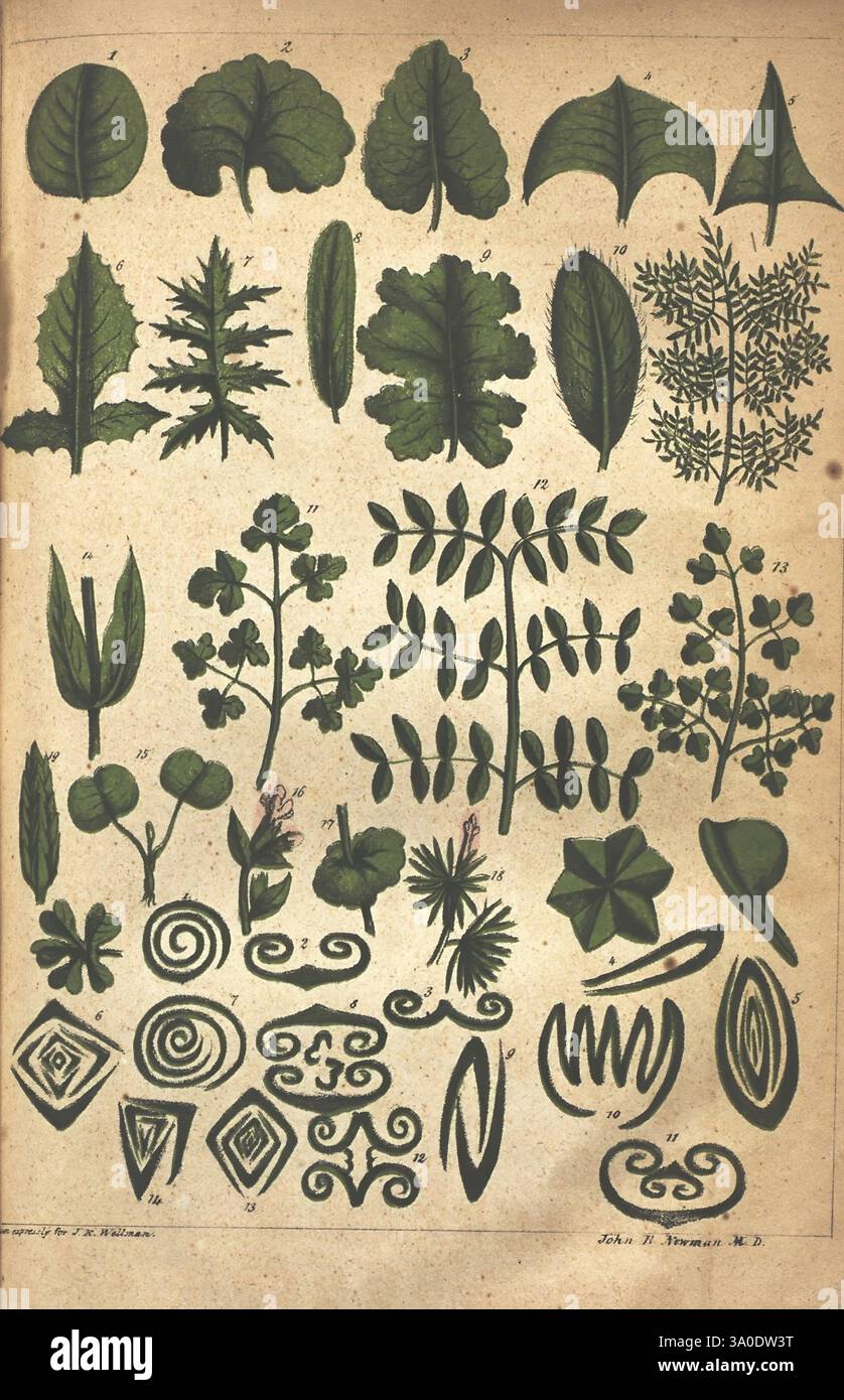 The illustrated botany, New York, J.K. Wellman, 1846-1847, color ...