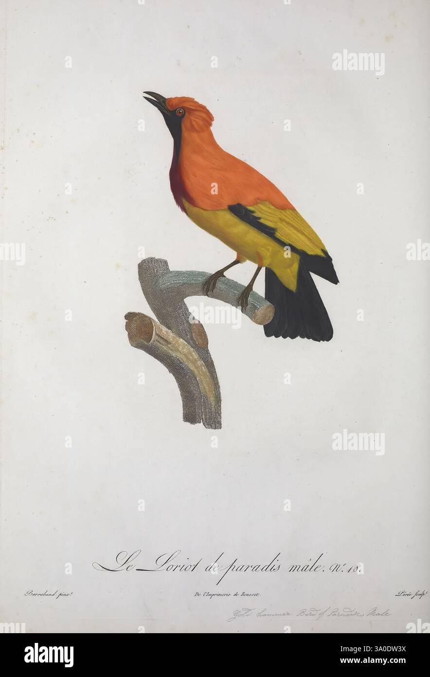 Sharp beak illustrate hi-res stock photography and images - Alamy