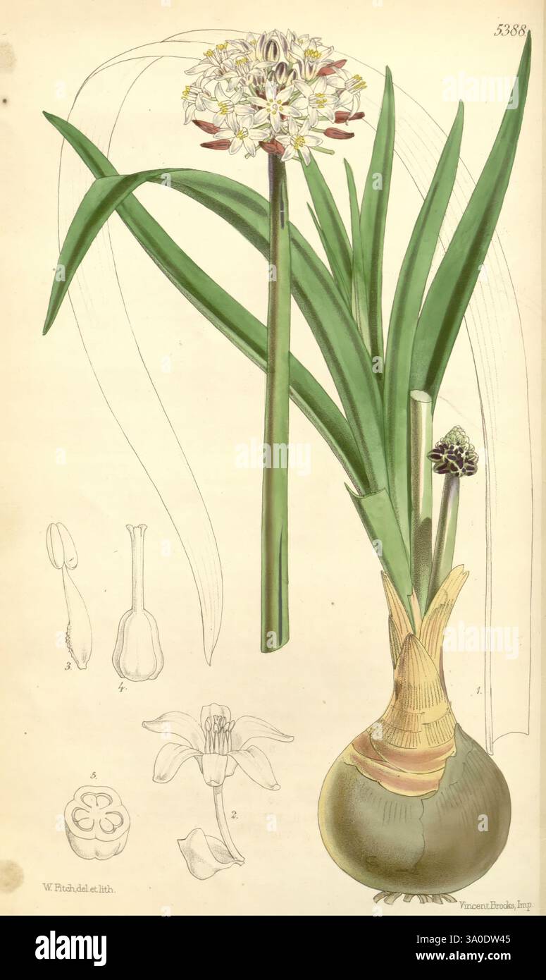 Curtis's Botanical Magazine, London, New York, botany, periodicals ...