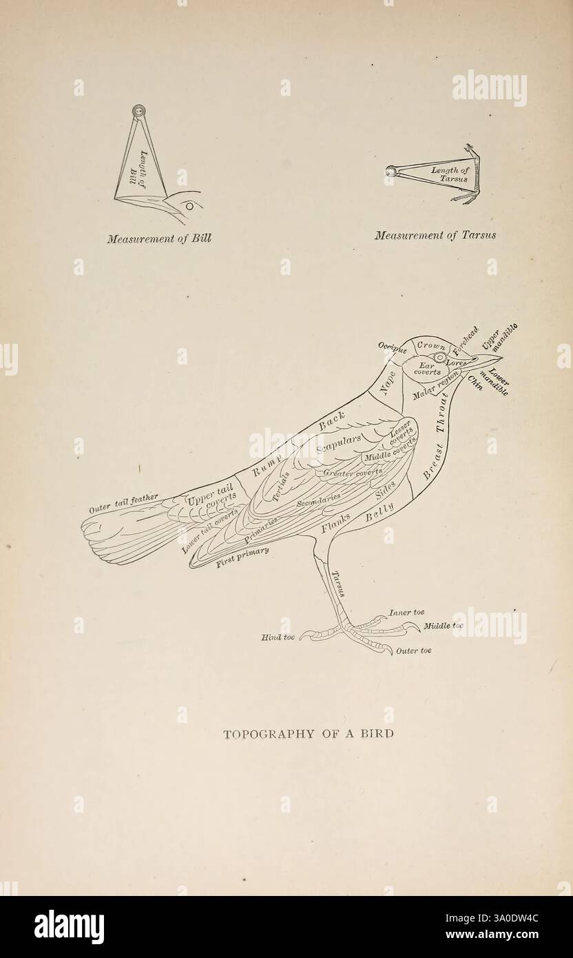 Handbook of birds of the western United States, Boston, Houghton ...