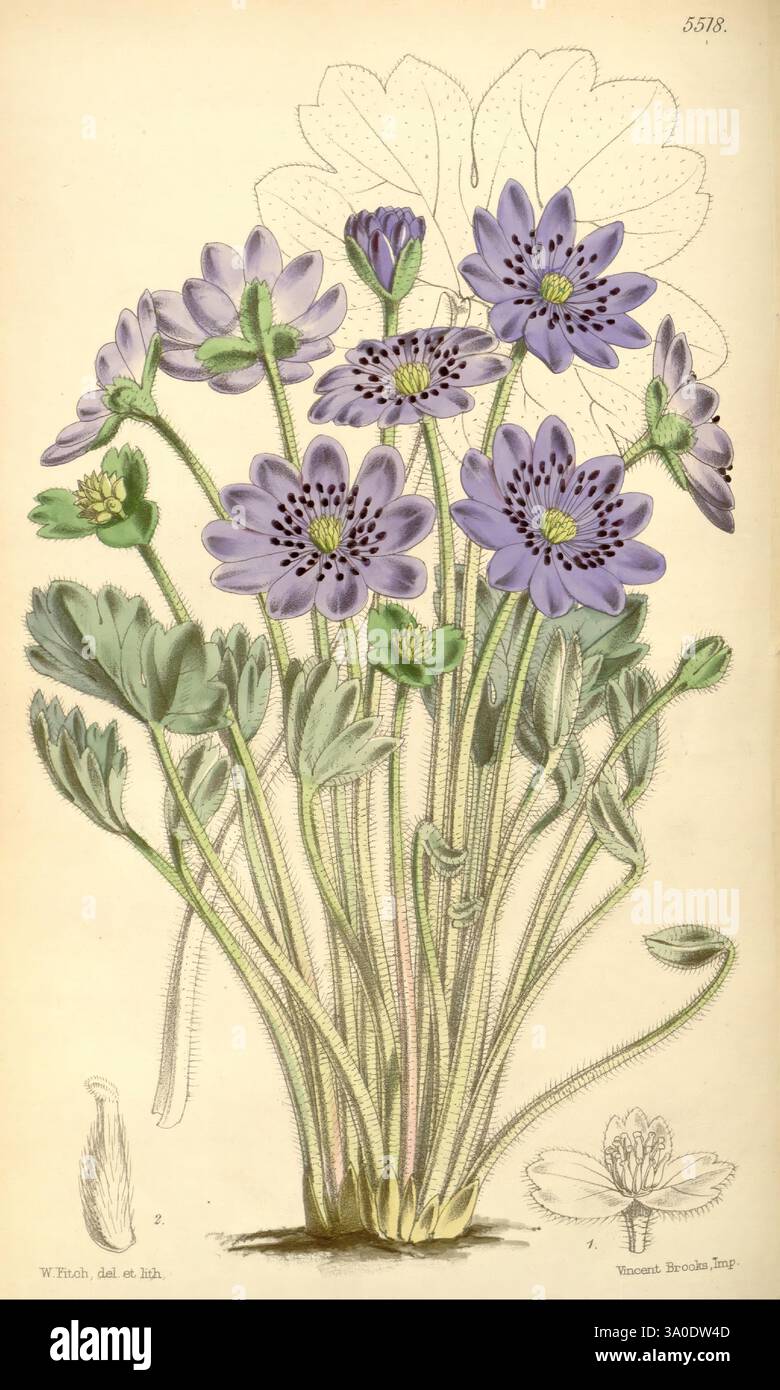 Curtis's, botanical, magazine, London, New York, botany, periodicals ...