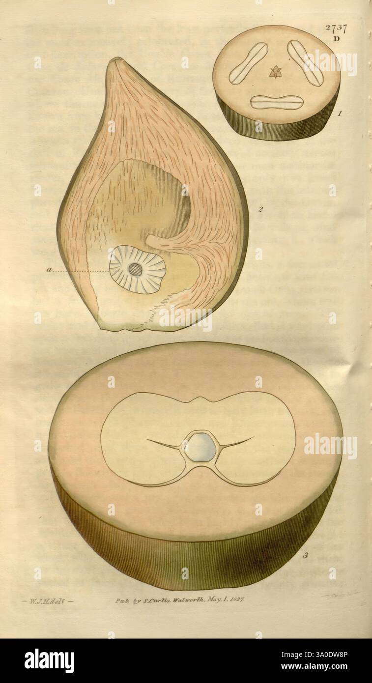 Seeds outer layer hi-res stock photography and images - Alamy