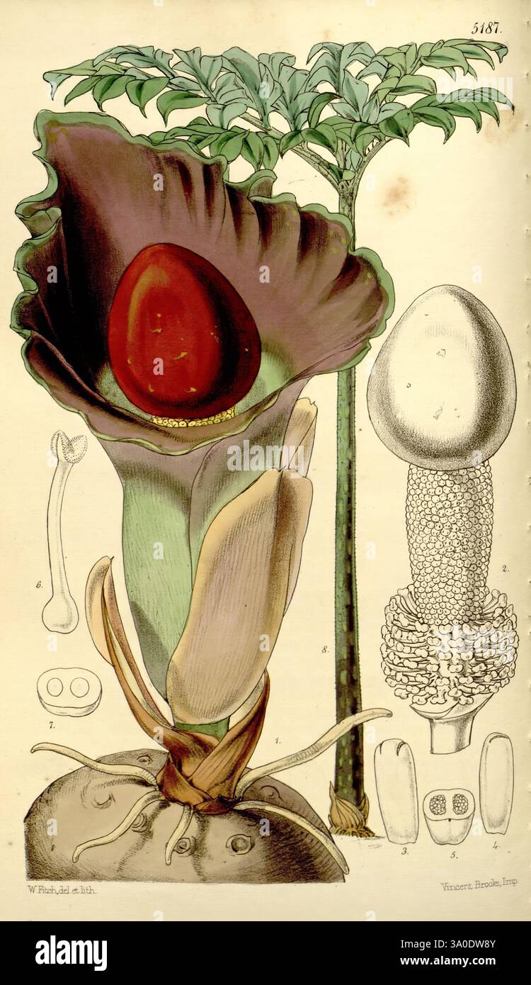 Curtis's Botanical Magazine, London, New York, botany, periodicals ...