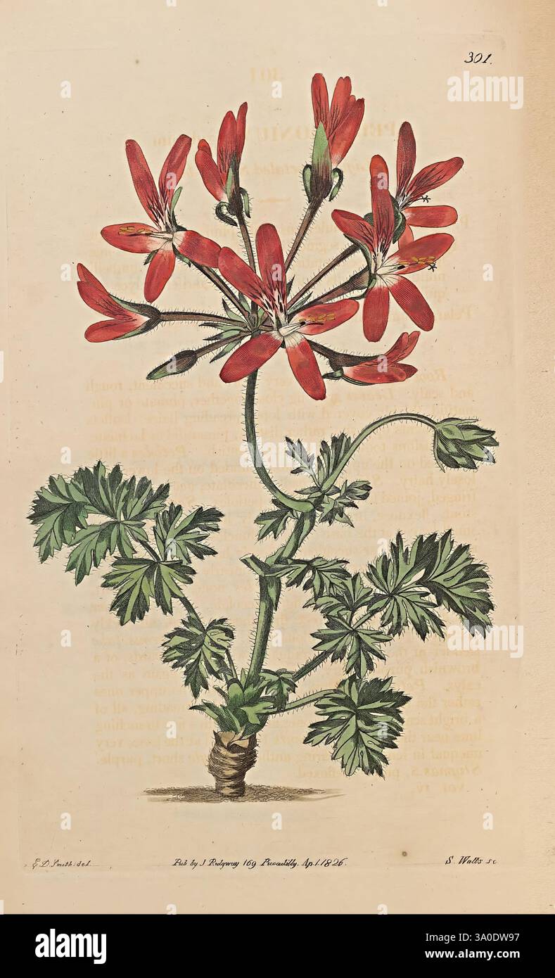 Geraniaceae, London, Printed for James Ridgway, Piccadilly, 1820-1830 ...
