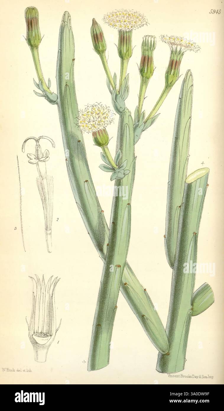 Curtis's Botanical Magazine, London, New York, botanical illustration ...