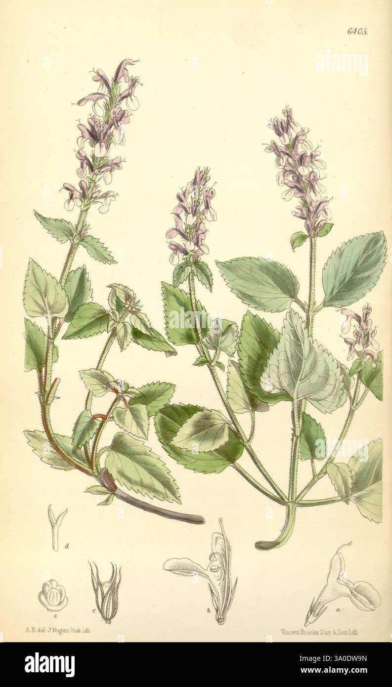 Nepeta laevigata hi-res stock photography and images - Alamy