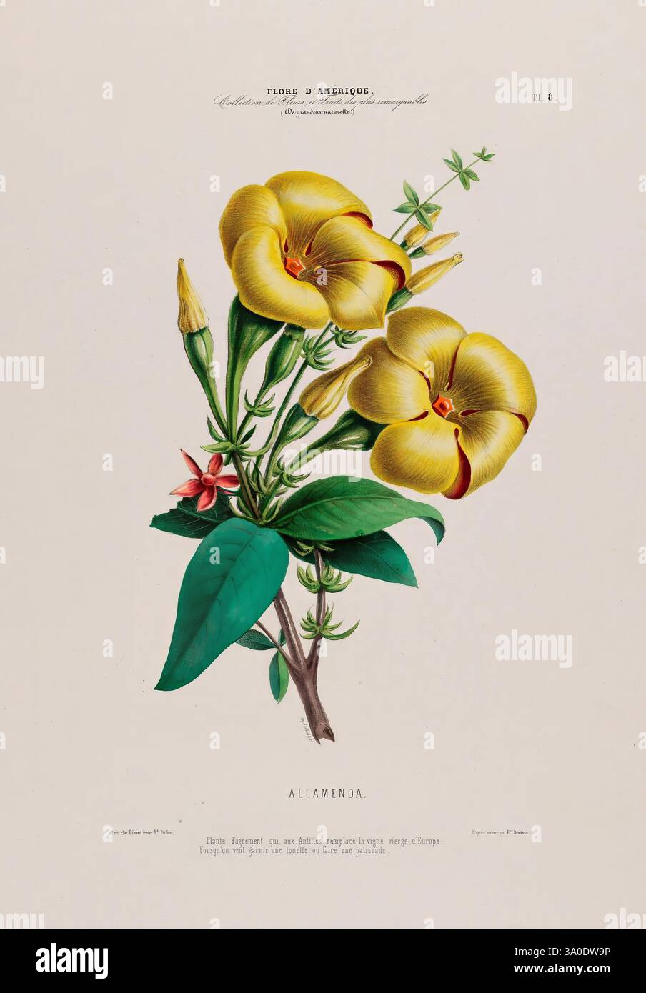 Paris gihaut 1843 1846 america pictorial works plants hi-res stock ...