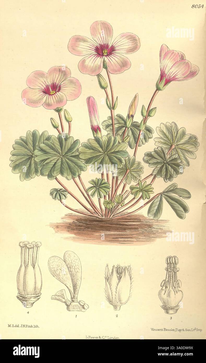 Curtis's Botanical Magazine, London, New York, botanical illustration ...
