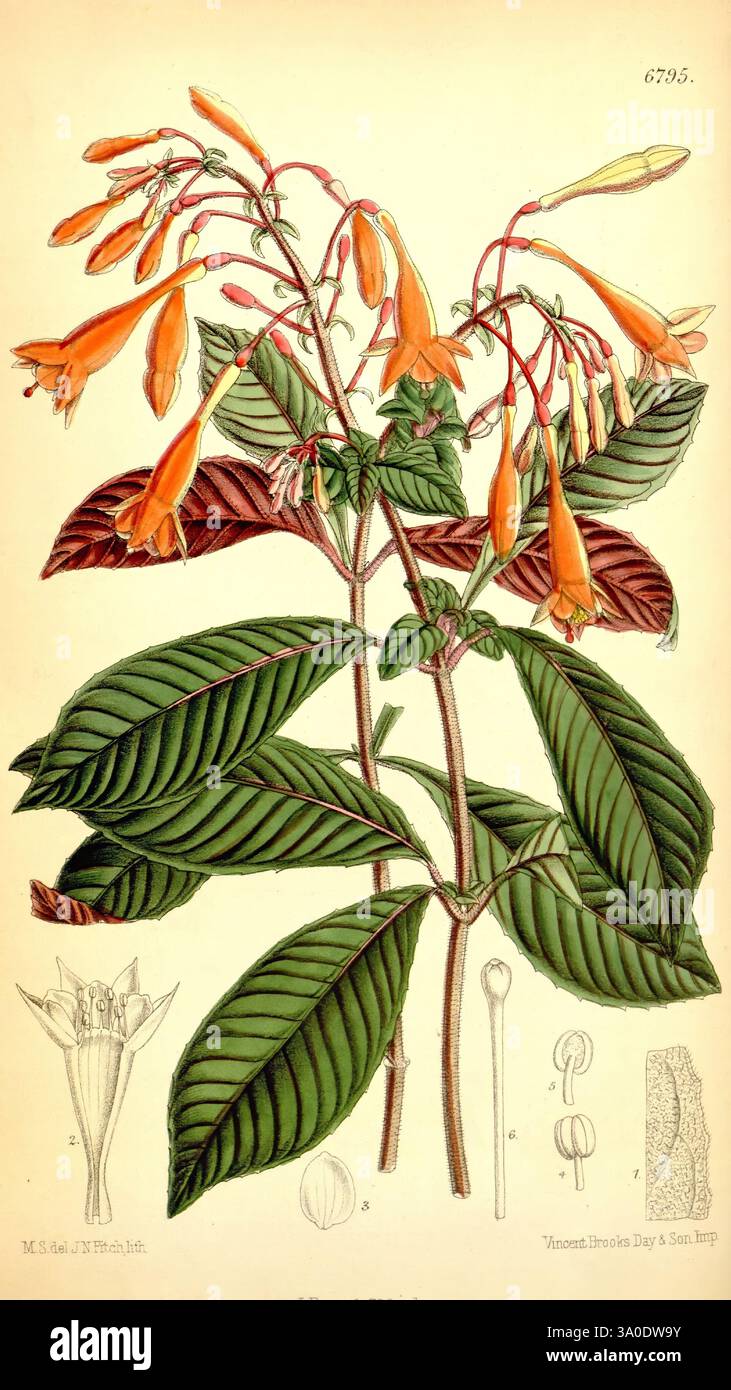 Curtis's Botanical Magazine, London, New York, botanical illustration ...