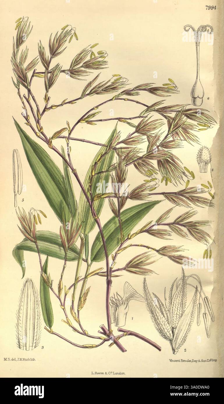 Labeled sketches of individual flower components hi-res stock ...