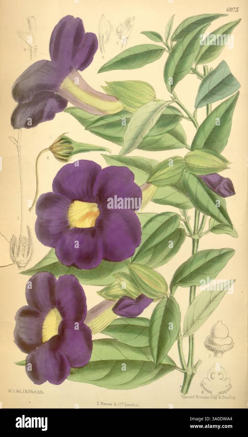 Curtis's Botanical Magazine, London, New York, Botanical Illustration ...