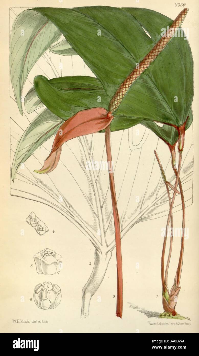Curtis's Botanical Magazine London, New York Botanical Illustration ...