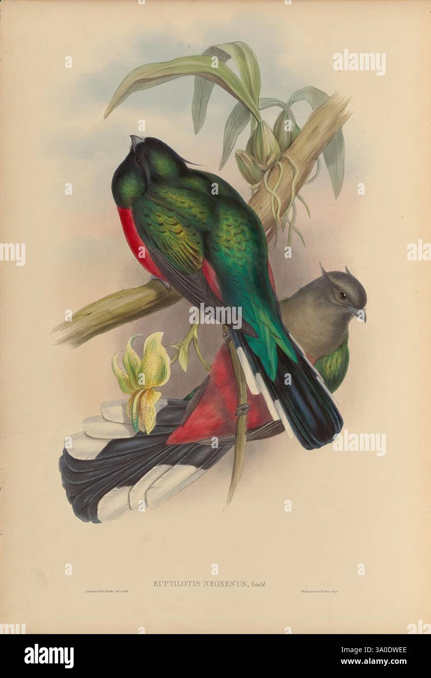 A monograph of the Trogonidae or family of trogons. London, 1858-1875 ...