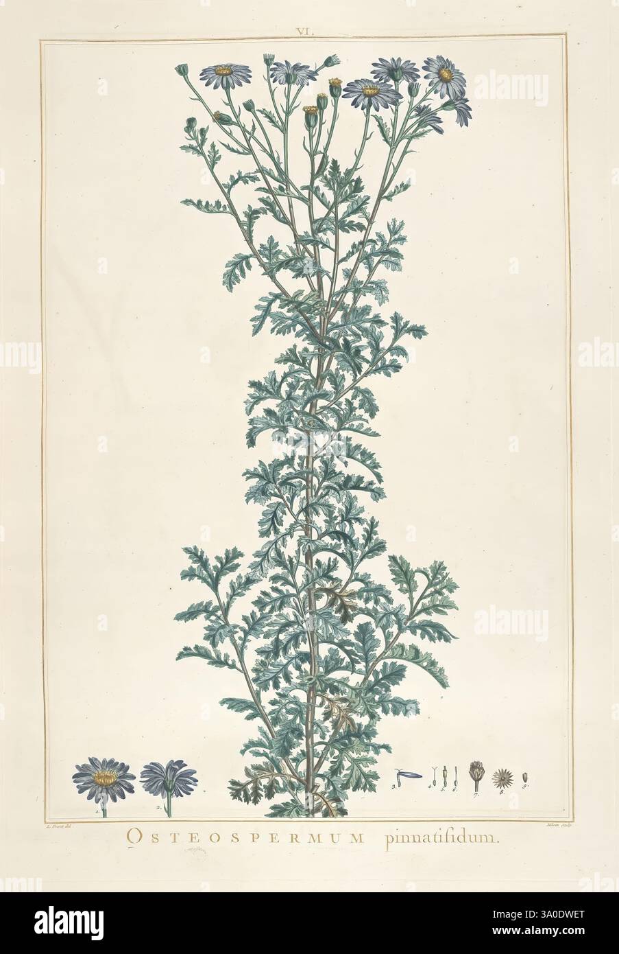 Stirpes novae, Parisiis, ex typographia Philippi-Dionysii Pierres, 1784 ...