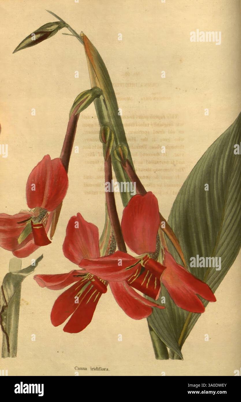 The, botanical, cabinet, London, John, and, Arthur, Arch, 1817-1833, A ...