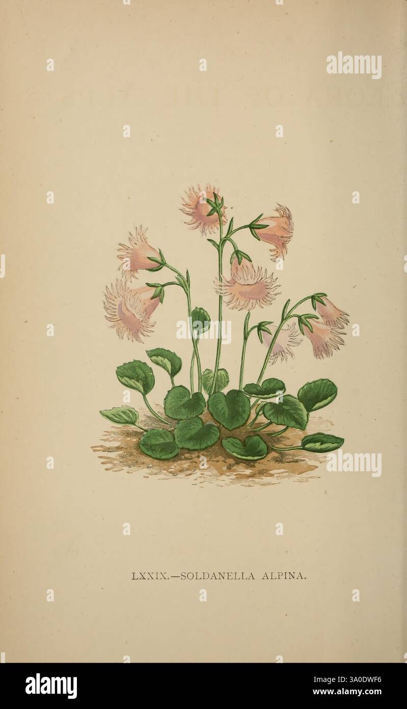 The flora of the Alps, London, J. C. Nimmo, 1896-1900, Alps, floras, mountain plants, plants ...