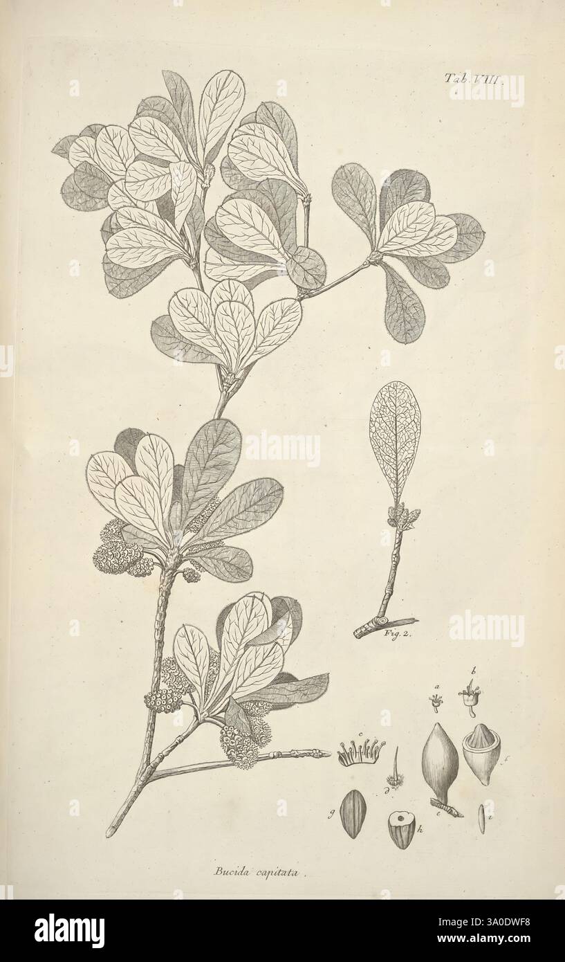 Acorns in various stages of development hi-res stock photography and ...