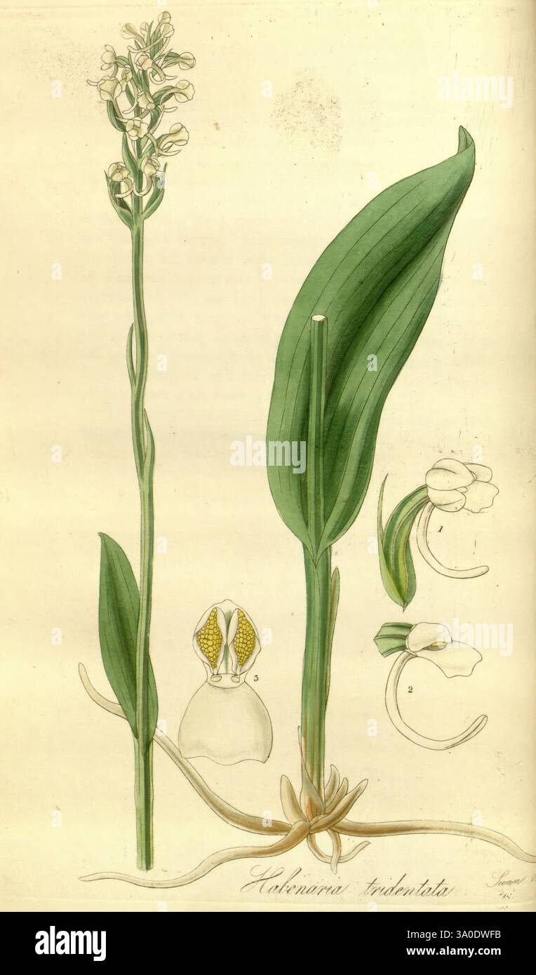 Calanthe orchid flower exotic hi-res stock photography and images - Alamy