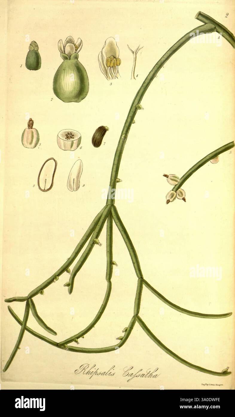 Includes labeled depictions of various plant parts hi-res stock ...