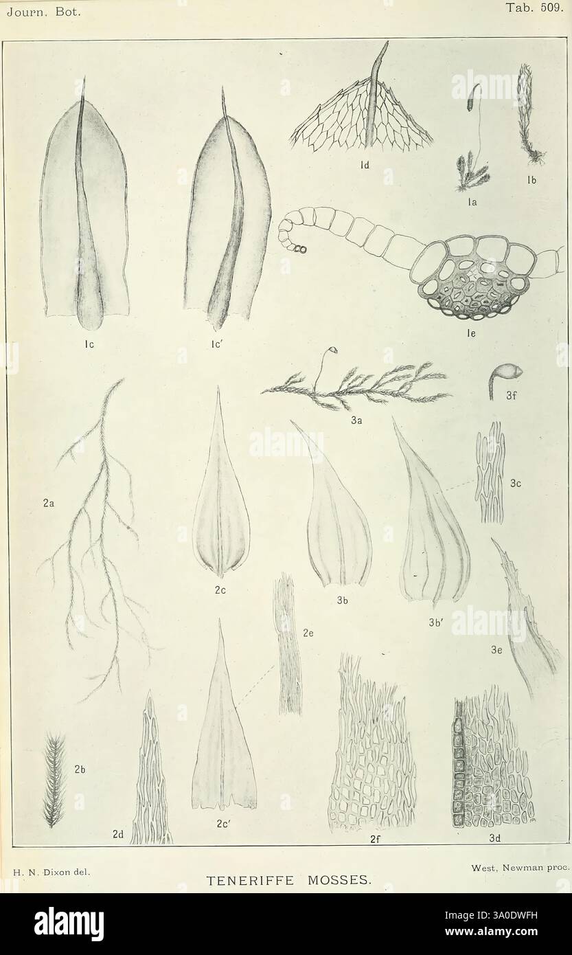 Numbered section highlights distinct morphological characteristi hi-res ...