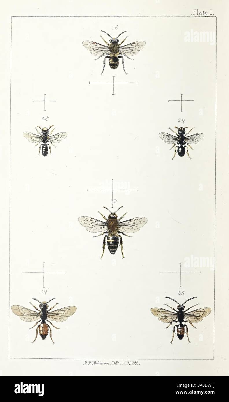 Six different species of bees hi-res stock photography and images - Alamy