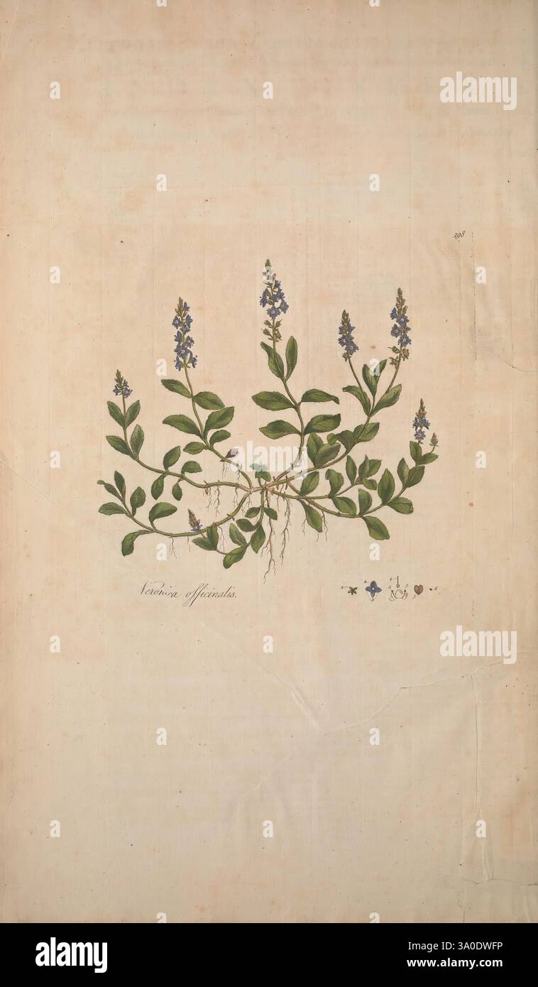 Flora Londinensis, or Plates and descriptions of such plants as grow ...