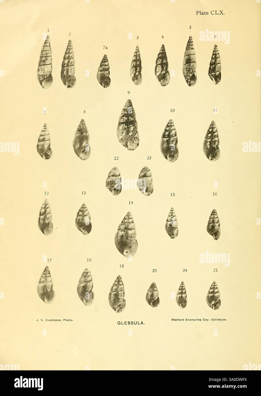 Freshwater mollusca of india london hi-res stock photography and images ...