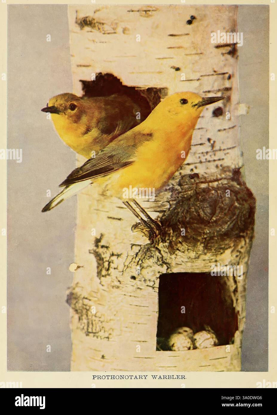 Pair of prothonotary warblers hi-res stock photography and images - Alamy