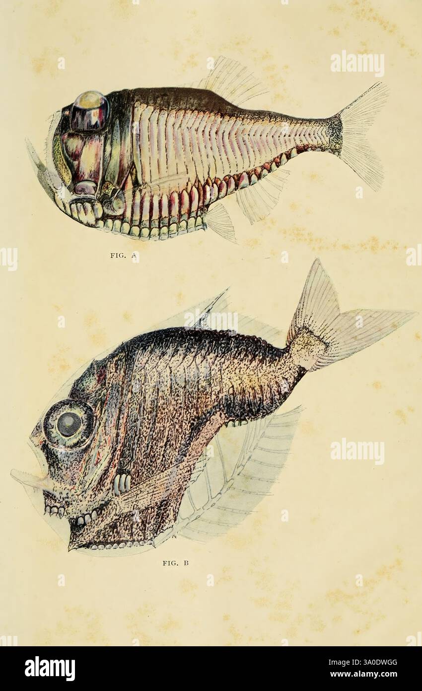 The Arcturus Adventure, New York, 1926, Galapagos Islands, marine ...