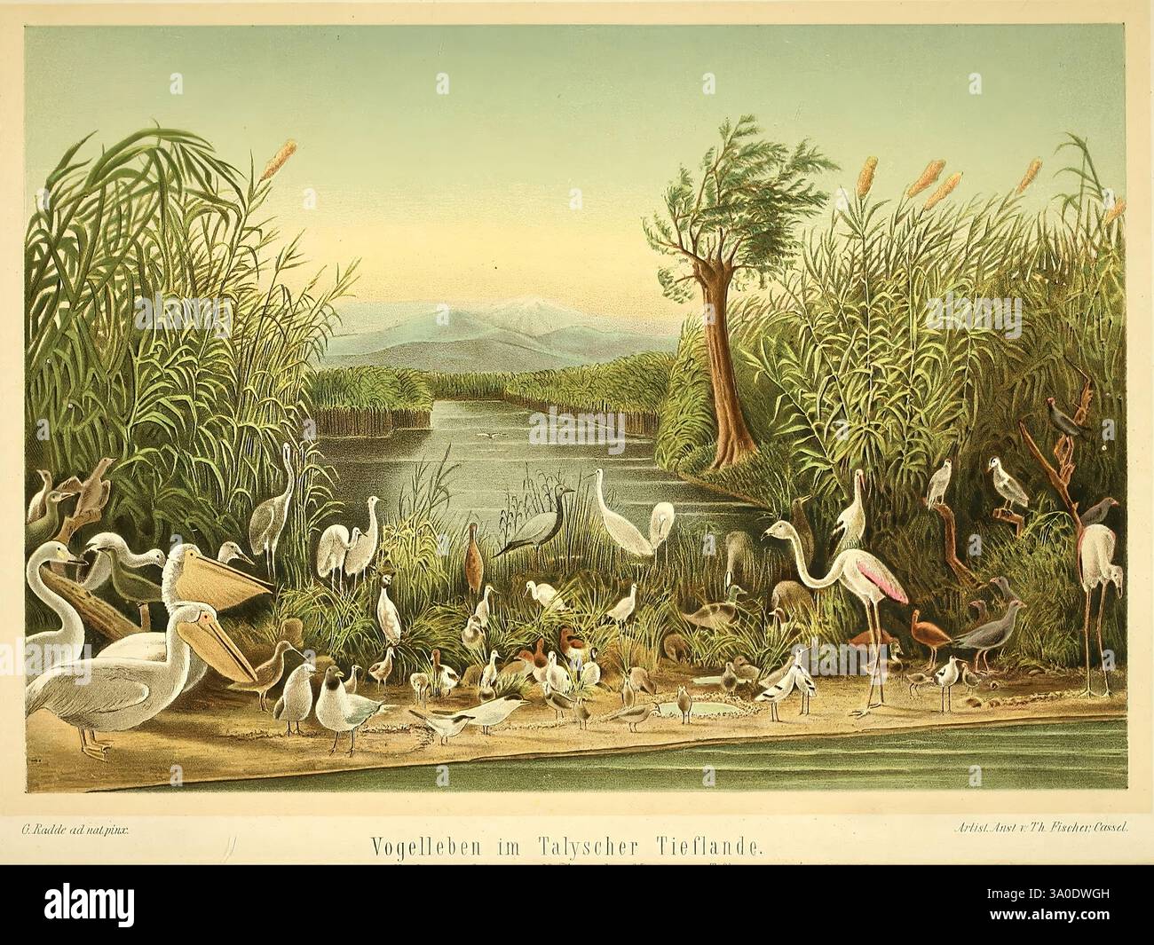 Various bird species gathered hi-res stock photography and images - Alamy