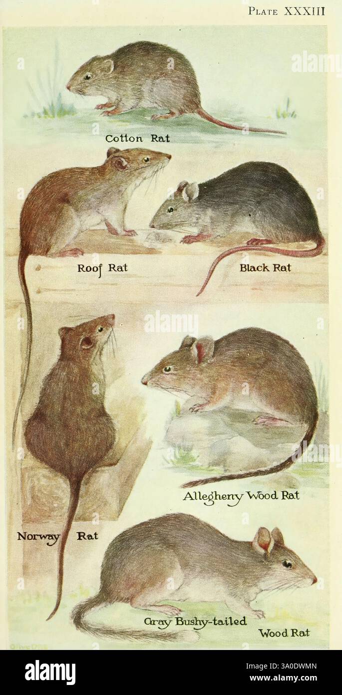 Field book of North American mammals 1928. rat, North America, Woods ...