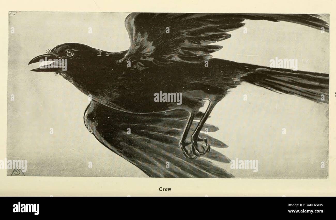 Field, book, of, wild, birds, and, their, music, London, G.P, Putnam's ...