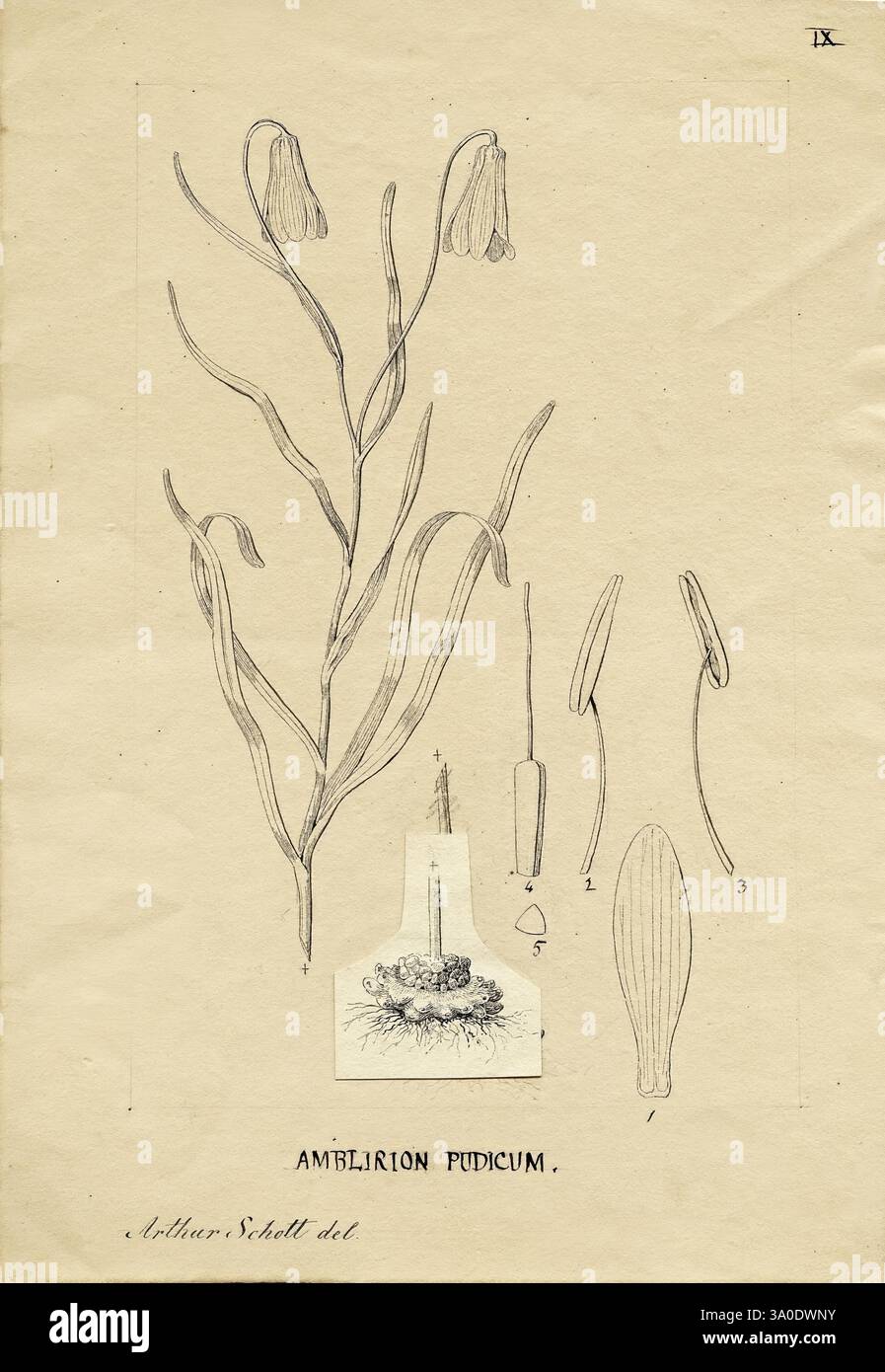 Inset drawings of individual flower parts hi-res stock photography and ...