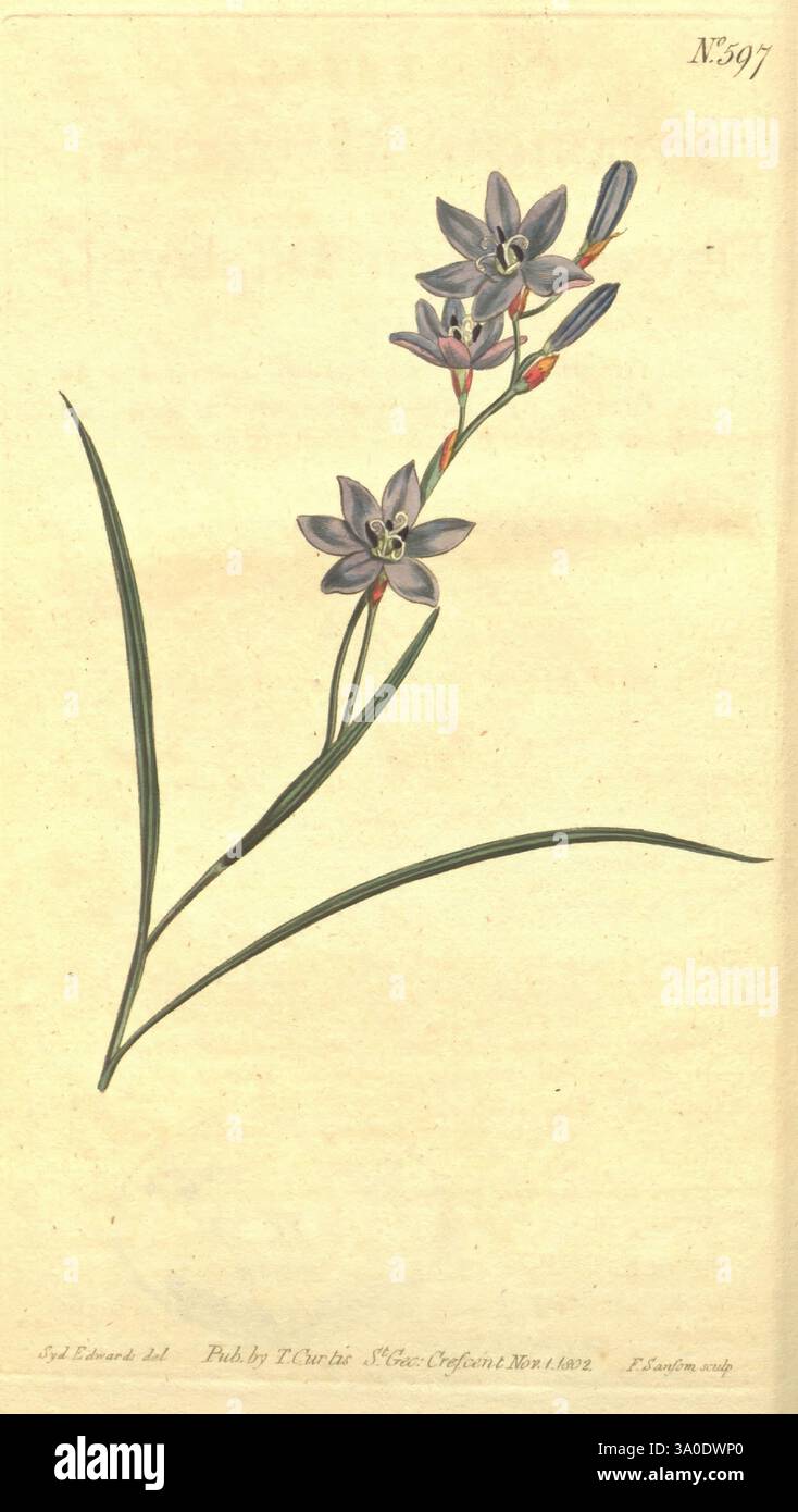 Curtis's Botanical Magazine, London, New York, botany, periodicals ...