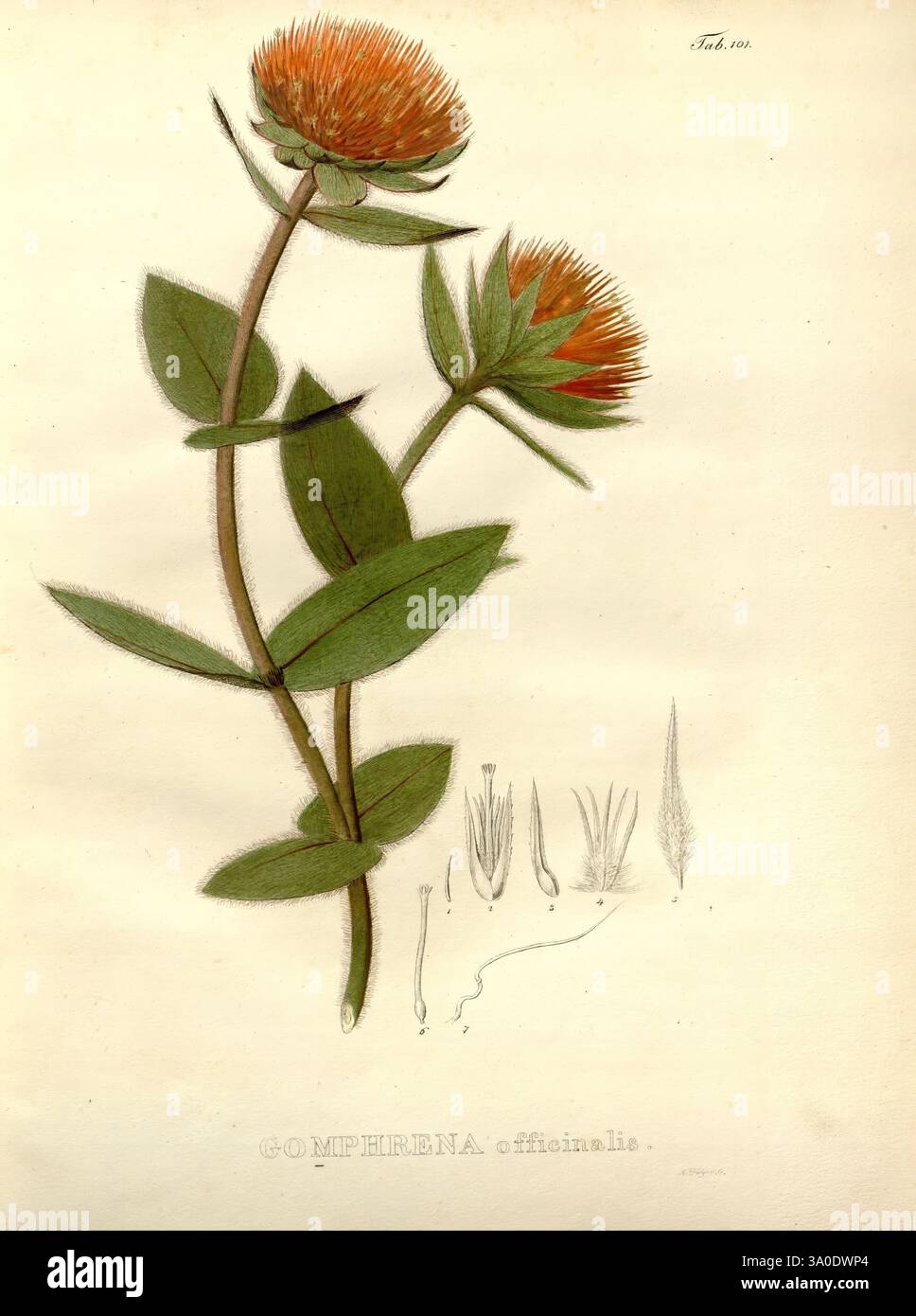 Clustered spherical flower heads hi-res stock photography and images ...