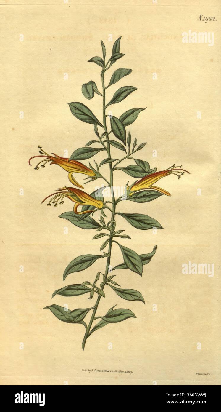 Stenochilus glaber hi-res stock photography and images - Alamy