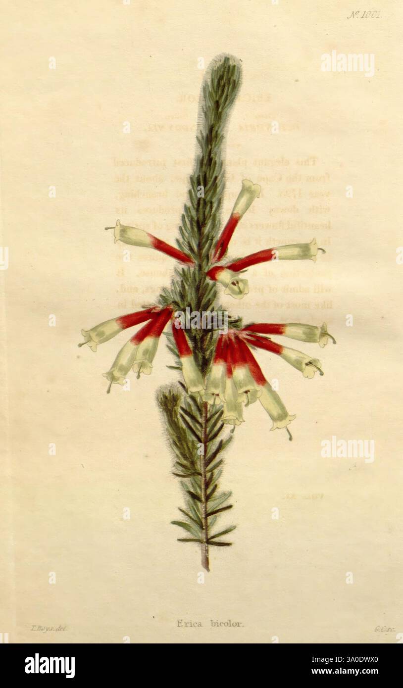 The botanical cabinet London John & Arthur Arch 1817-1833 erica bicolor ...