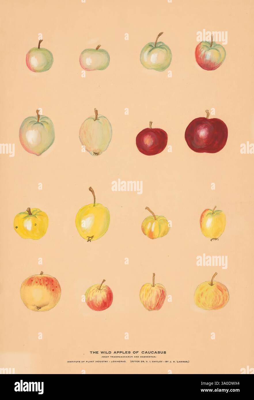 Paintings, of, wild, apples, and, wild, pears, collected, by, Russian ...