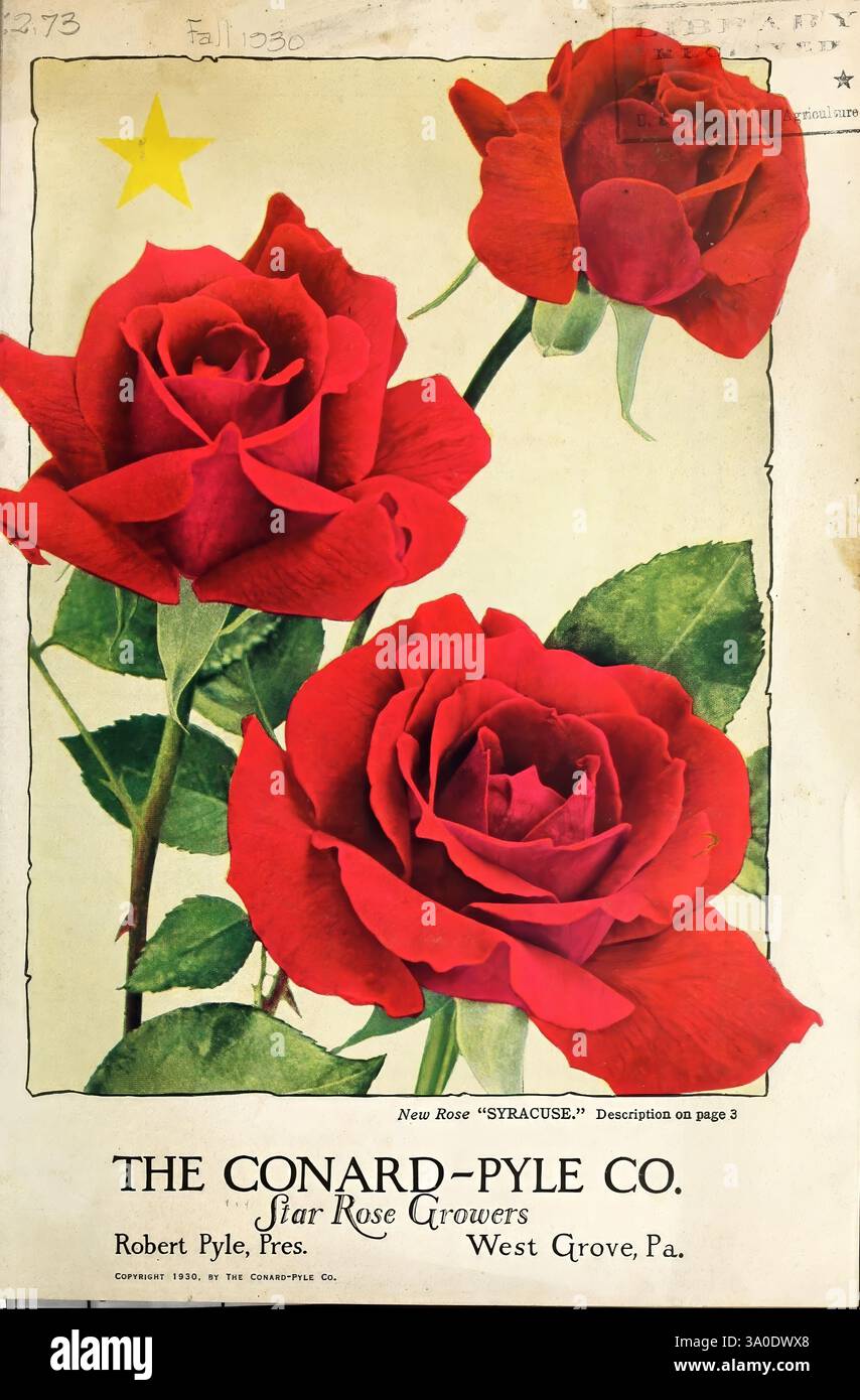 Purveyor of exquisite roses hi-res stock photography and images - Alamy