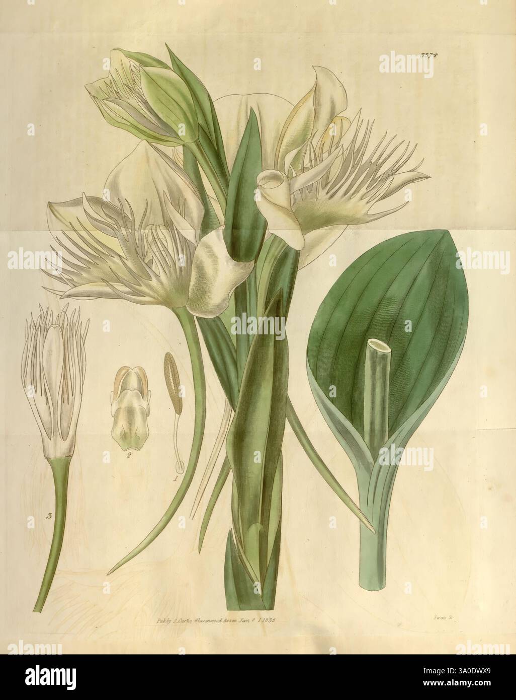 Bulb anatomy provide hi-res stock photography and images - Alamy